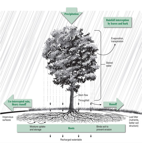 Stormwater Benefits Of Trees Tree Canopy Bmp